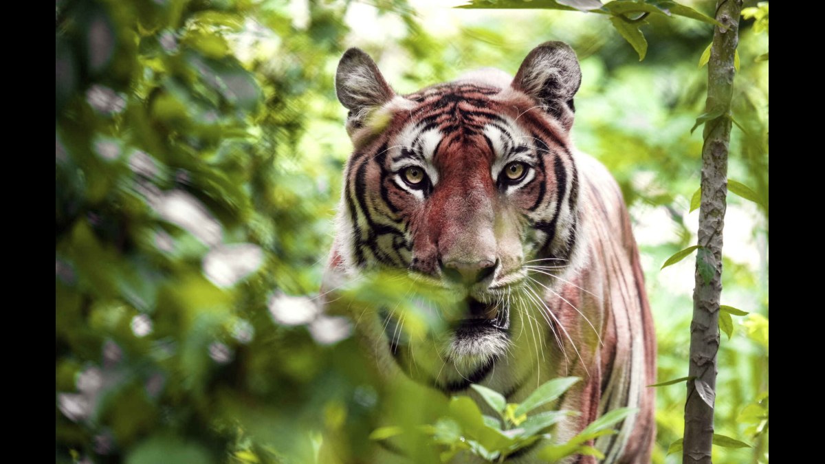 Wildlife SOS - Wildlife SOS - danamojo.org - experience the magic of giving